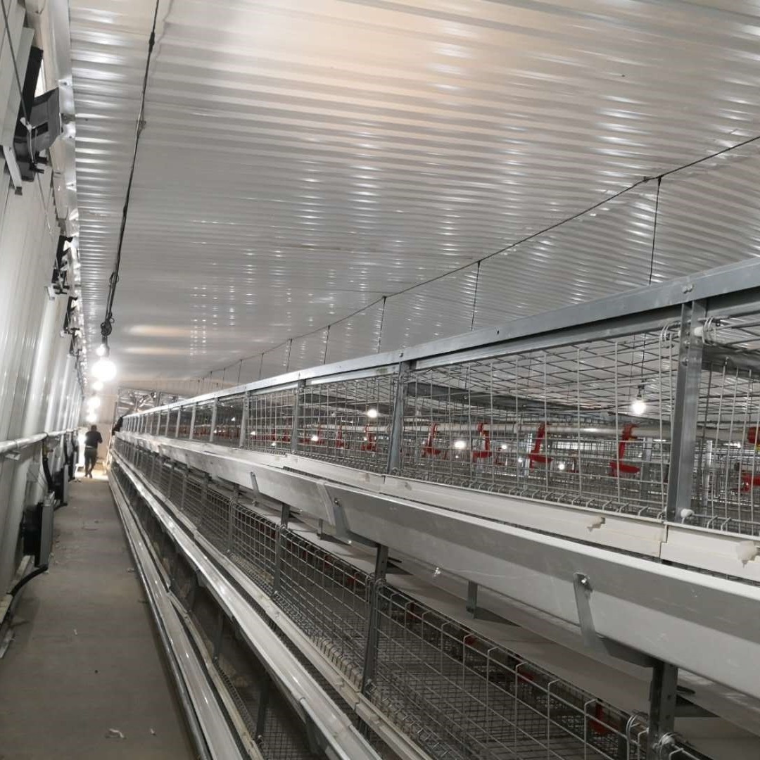 Large Span Broiler Chicken Cage System 230M*56M for Country Of Origin