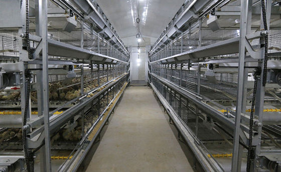 ISO Broiler Chicken Cage System Custom Poultry Broiler Cage For Poultry ...